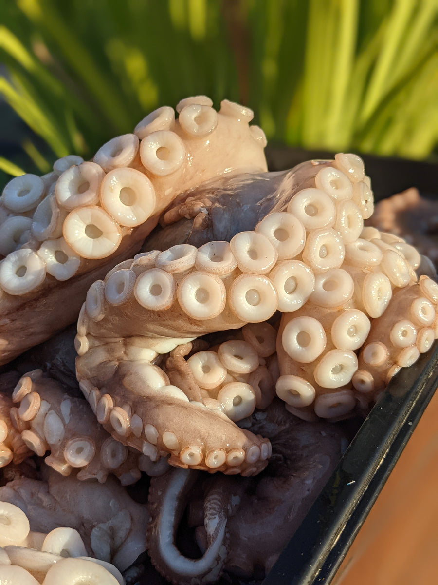 Calamari and Octopus | South Melbourne Seafoods